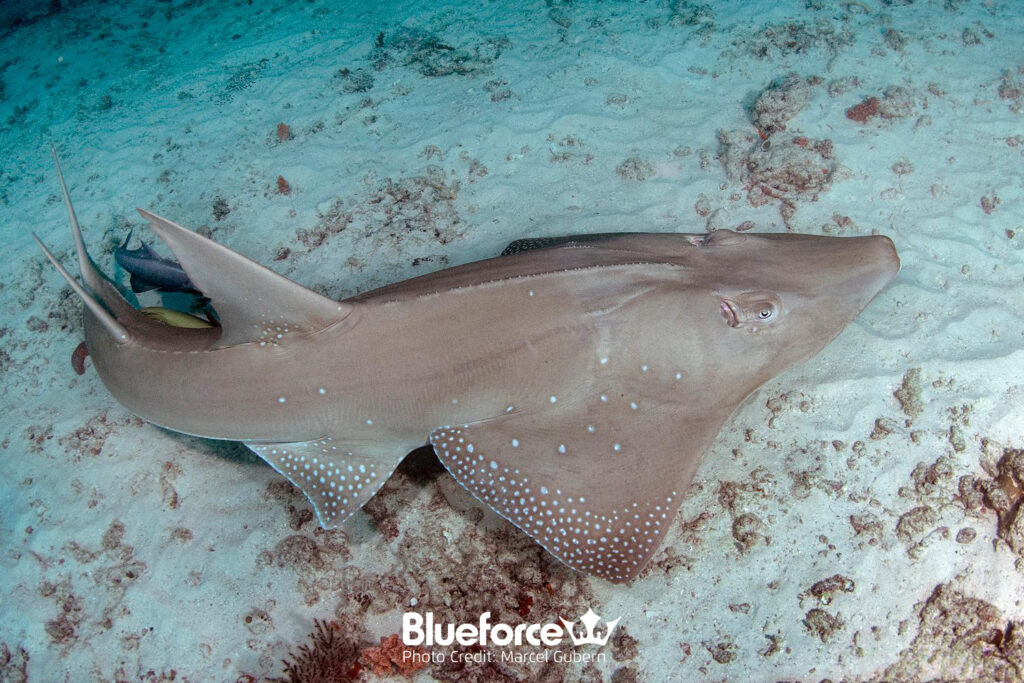 The Giant Guitarfish: An Underwater Marvel of Maldives.