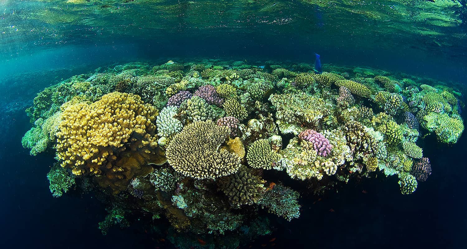 Buceo Mar Rojo y explorar Egipto - Blue Force Fleet