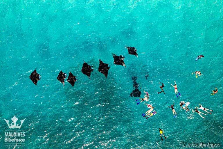 Hanifaru Bay - The Manta's Kingdom - Blue Force Fleet