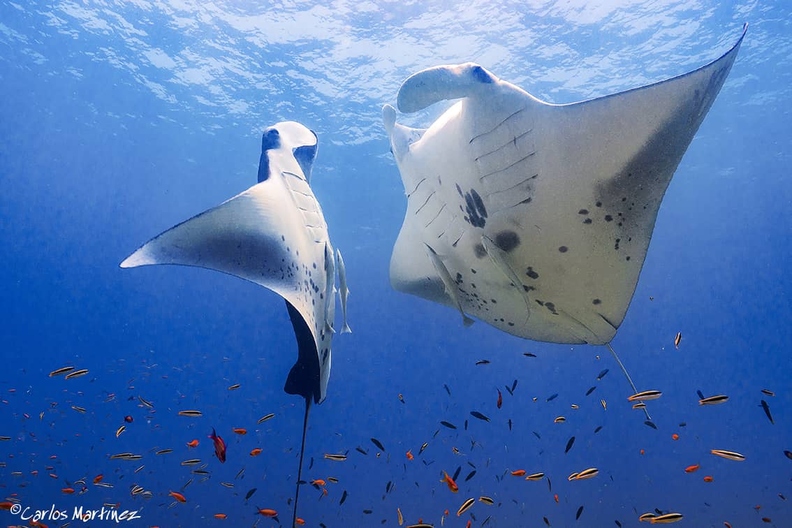 Cleaning stations. Mantas favorite place - Blue Force Fleet