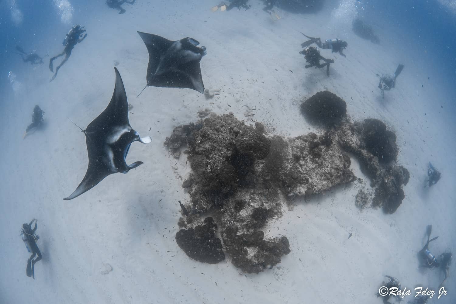 Cleaning stations. Mantas favorite place - Blue Force Fleet
